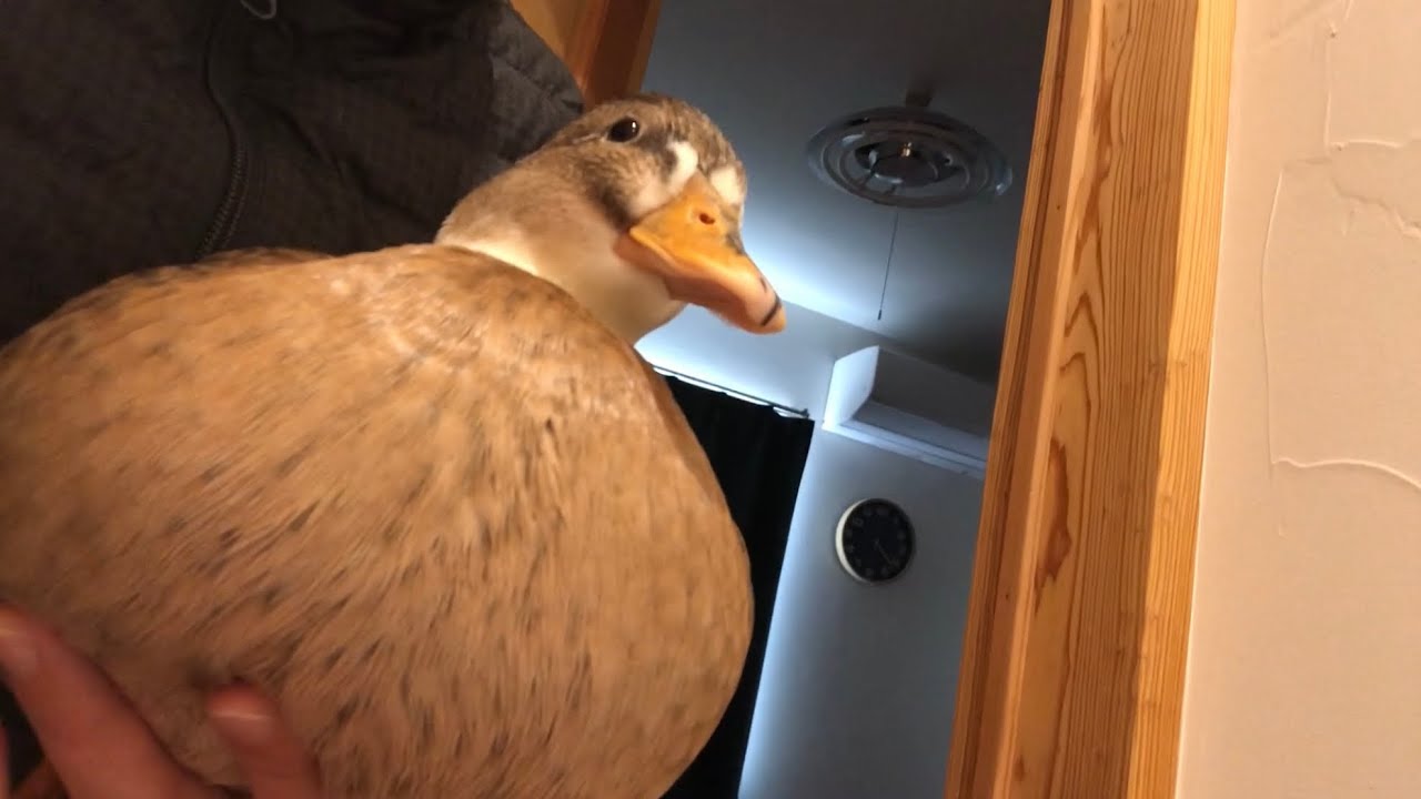 Our Chubby Duck and Baby Duckling! (Our Pet Call Duck) - YouTube