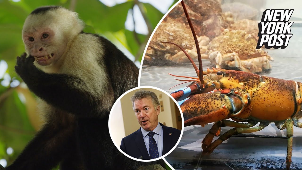 Transgender monkeys and $8K lobster tanks: Gov’t spending grievances ...