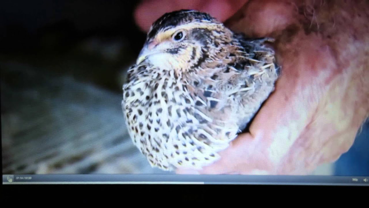 GLOBO RURAL 25MAI2015 codornas machos e femeas matéria n°25 - YouTube