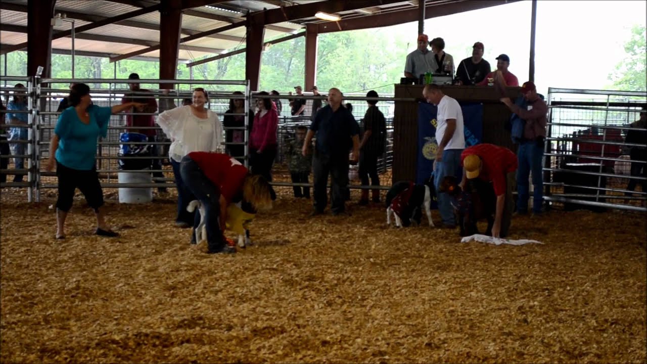 Goat Dressing Contest - YouTube