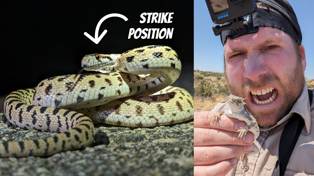 Western Mojave Herping | Field Herping Southern California - YouTube