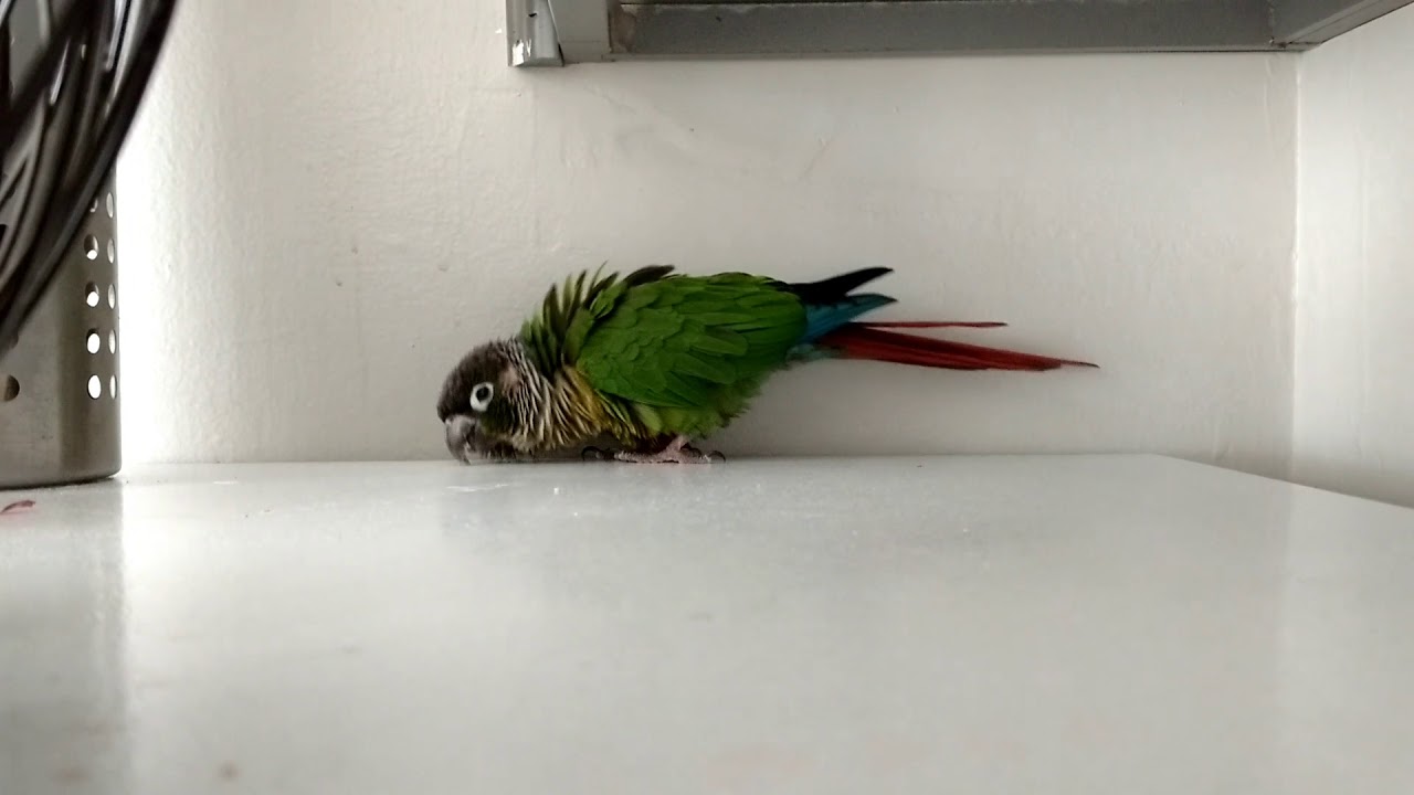 Territorial Conure Dance - YouTube