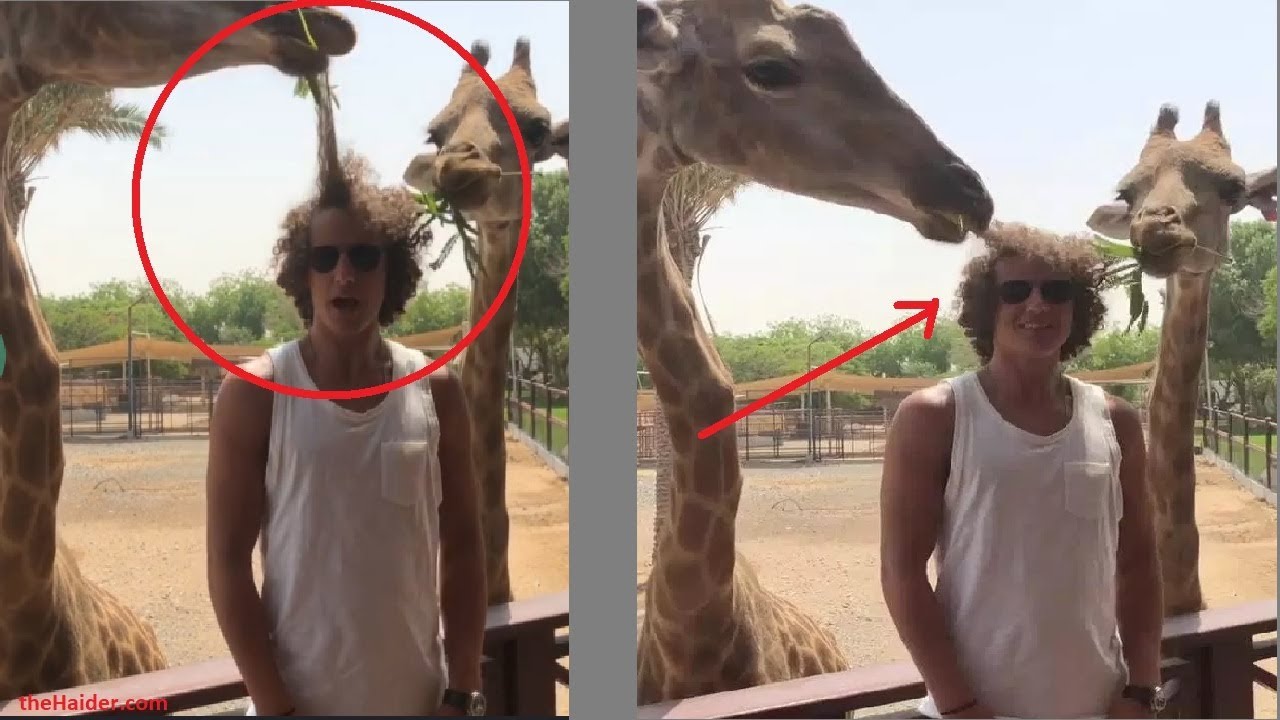 David Luiz Awkward Moment with Giraffe - YouTube