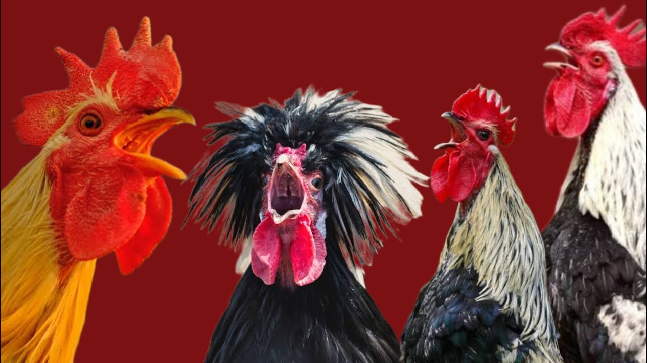 Hane Gallos Cantando Chicken Crowing as Chicken Song Suara Ayam Pelung ...