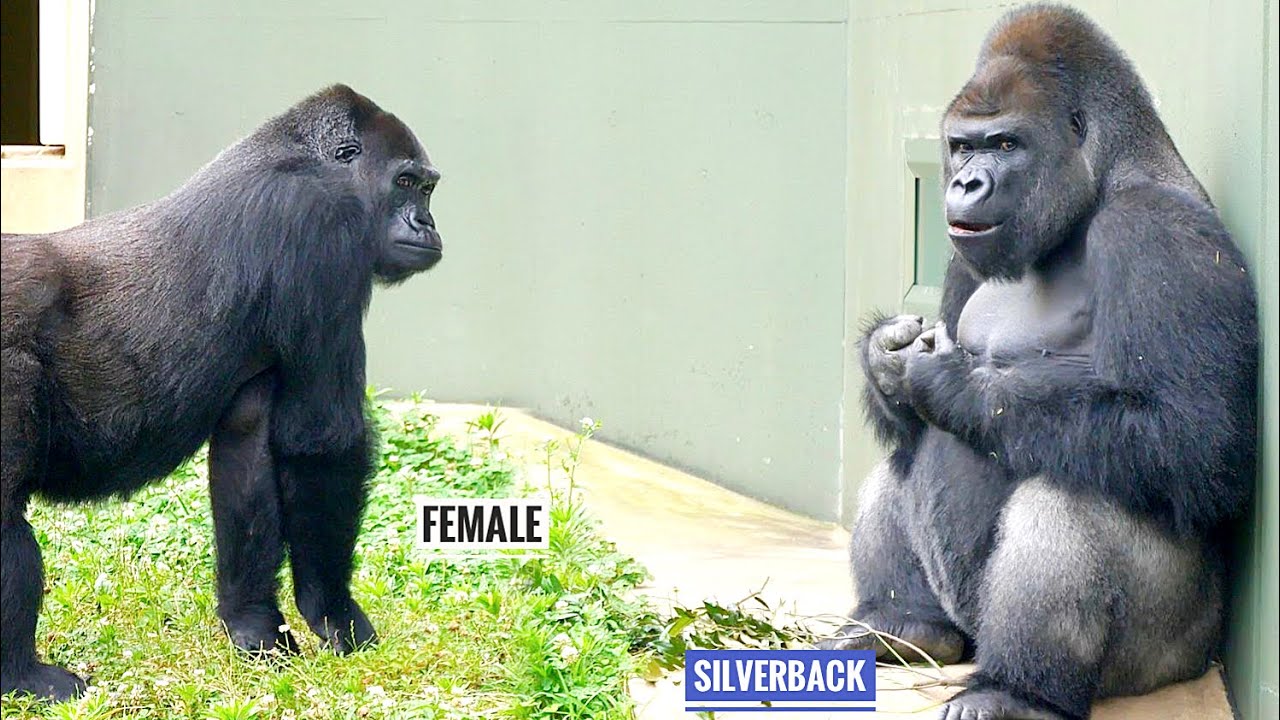 Gorilla Couple Playing a Love Game | The Shabani Group - YouTube
