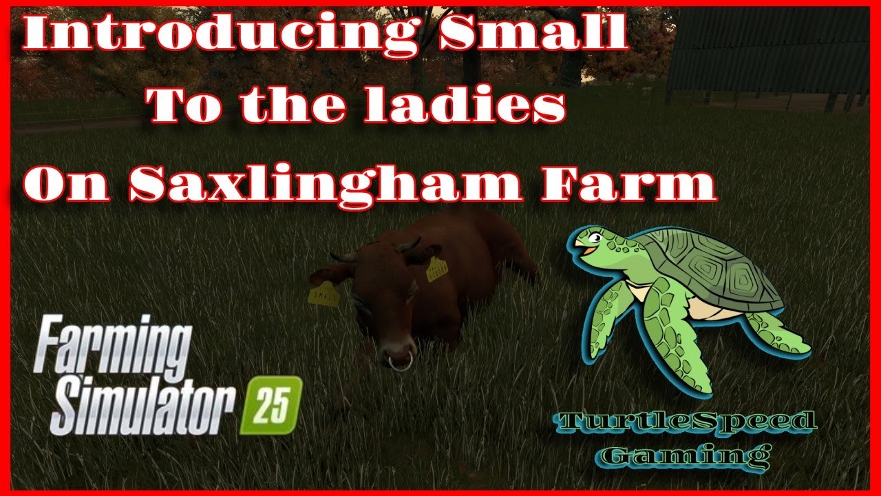 Saxlingham Farm. Introducing our Bull to the Cows. - YouTube