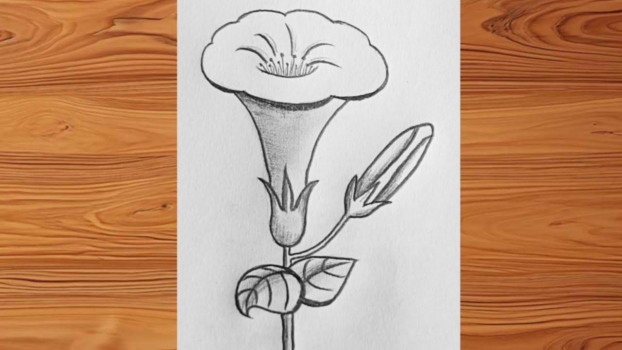 How to draw a Dhatura Flower step by step || Pencil Sketch || Flower ...