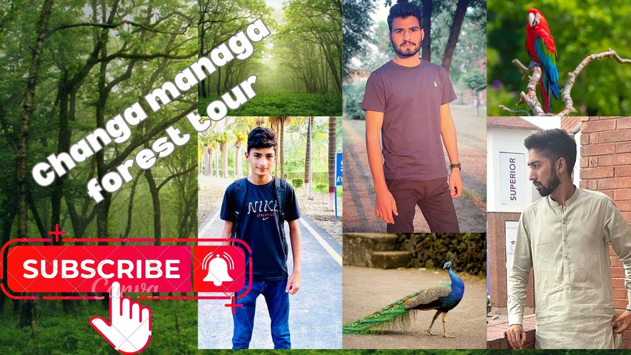 Changa Manga forest of the world/only hand planted forests in world ...