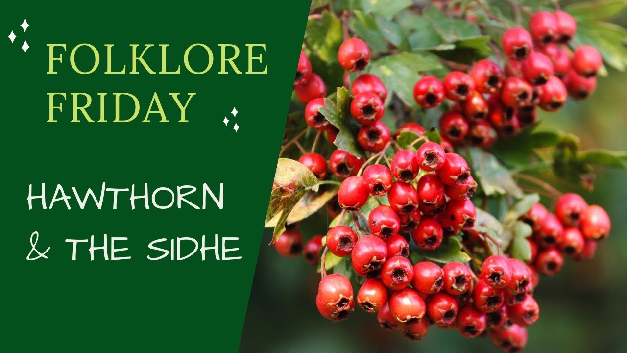 Magical Trees - Hawthorn in Irish Folklore... but Actually About ...