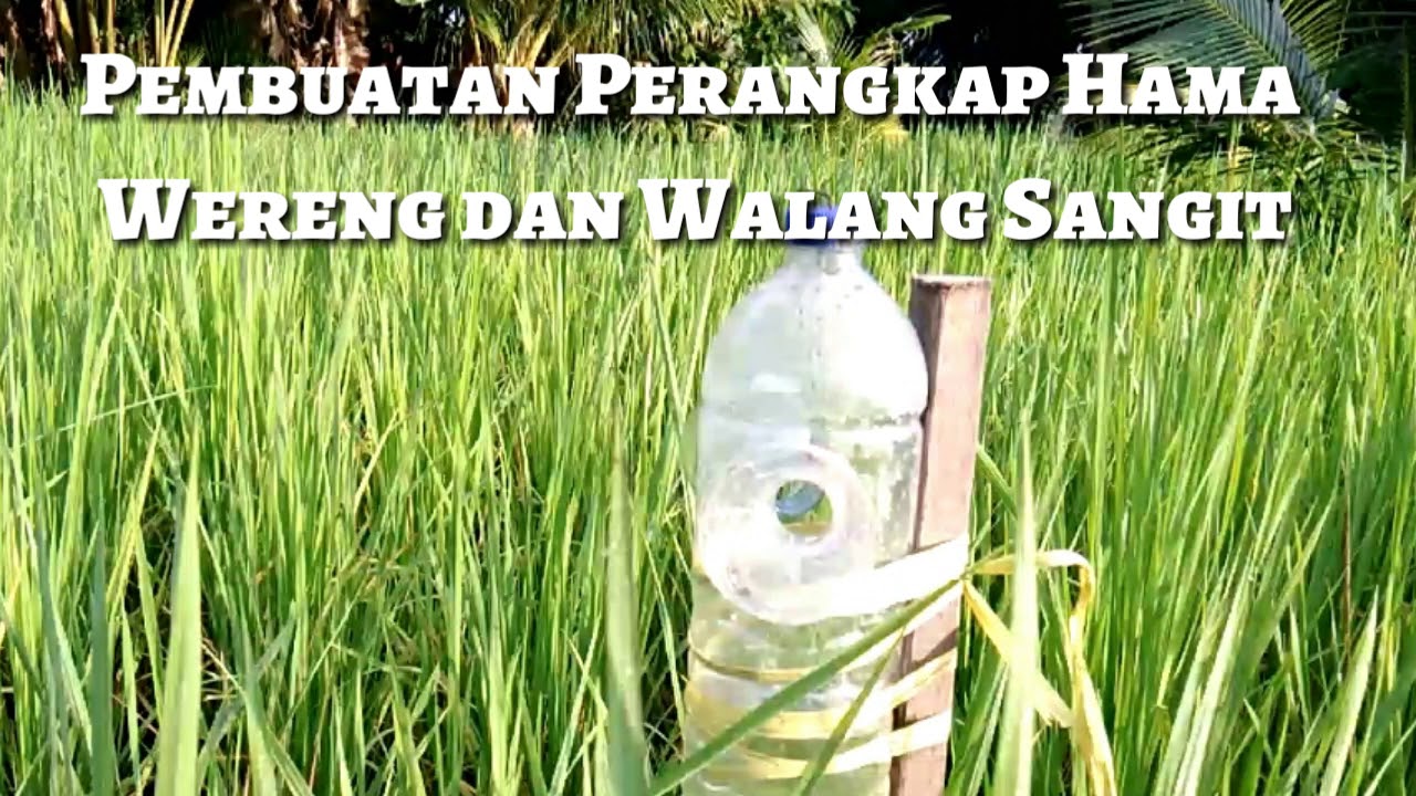 Pembuatan Perangkap Hama Wereng dan Walang Sangit oleh Mahasiswa STPP ...