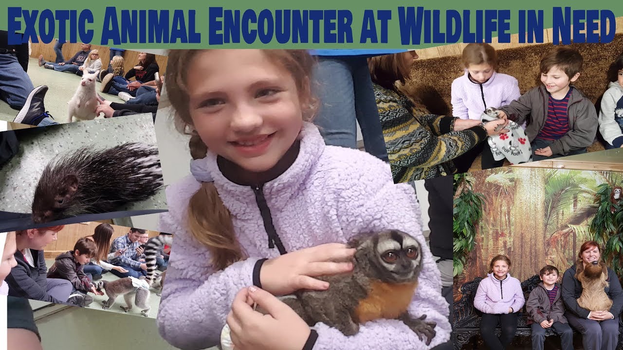 Exotic Animal Encounter at Wildlife In Need big cat sanctuary - YouTube