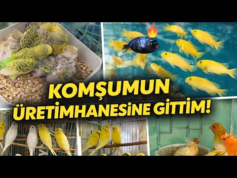 🦜KOMŞUM VAHİT ABİMİN ÜRETİMHANESİNE GİTTİ 🐠