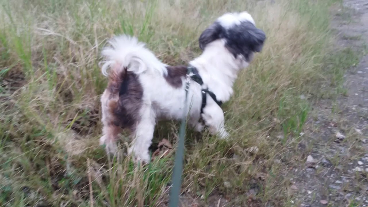 Ihasa Apso - YouTube