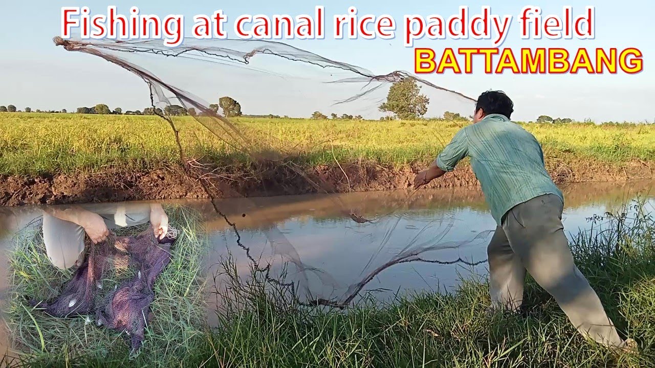 FISHING AT CANAL RICE PADDY FIELD IN BATTAMBANG CAMBODIA.NATURAL FISH ...