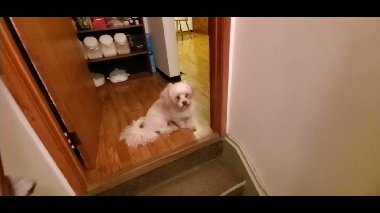 puppy Monty goes back outside to bring his bone inside - YouTube