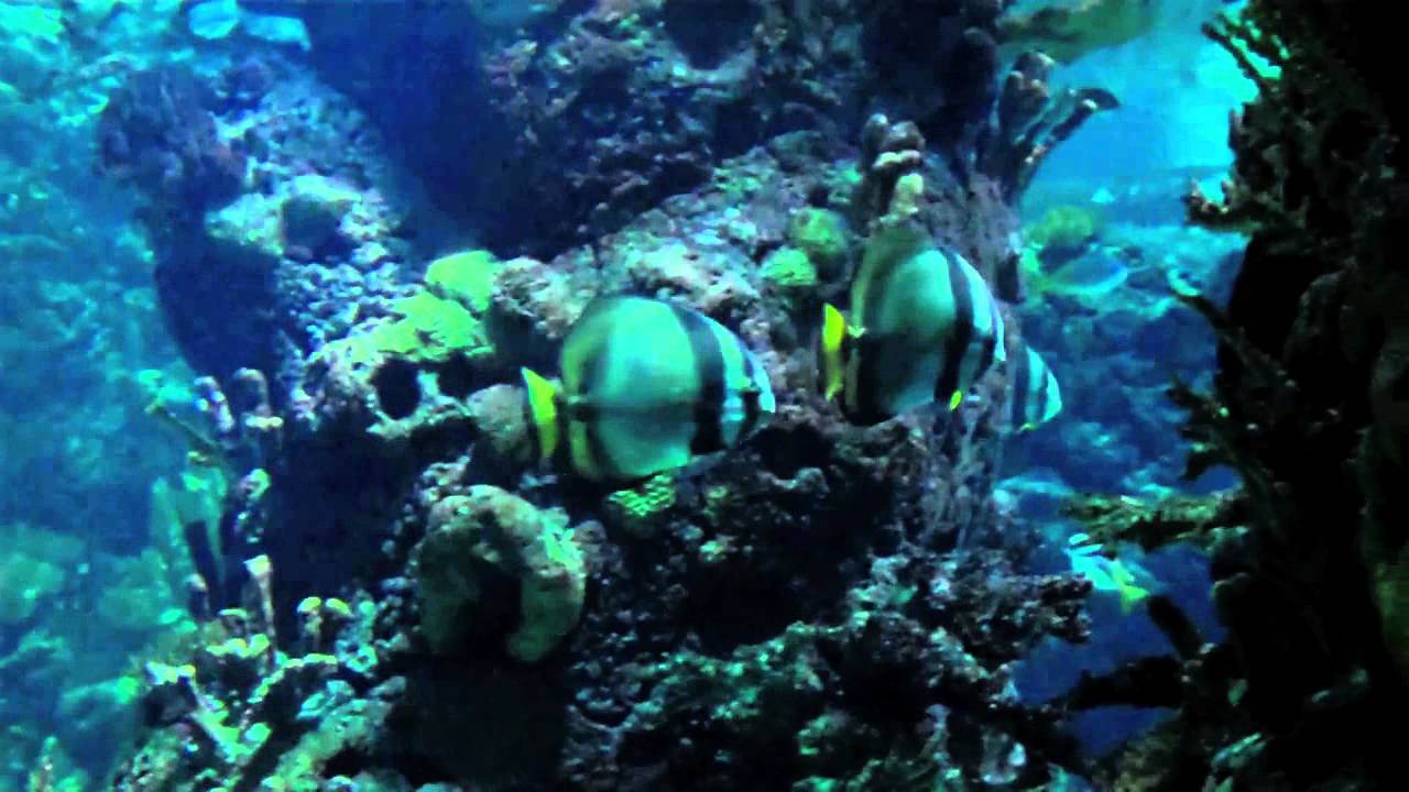 Burgers Ocean - YouTube