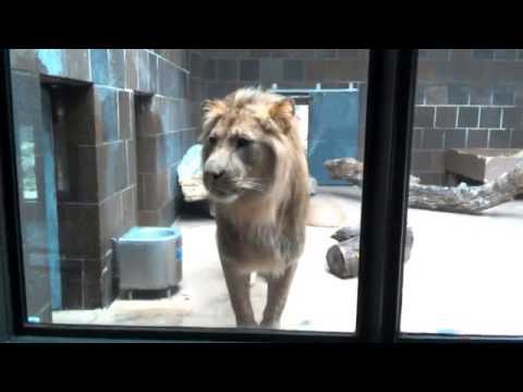 Young Male African  Lion at Omaha Zoo Jumps at Glass