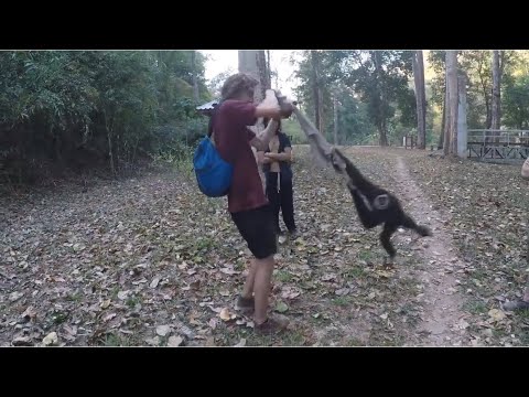 Gibbon# Cute Gibbons Funny Collection - YouTube