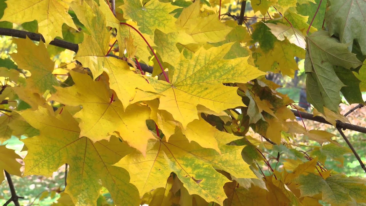 Finch Arboretum in the fall - YouTube