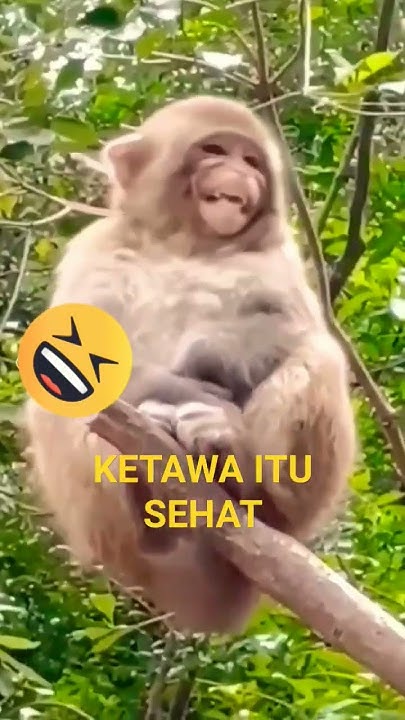 KETAWA ITU SEHAT😁😁😁 - YouTube