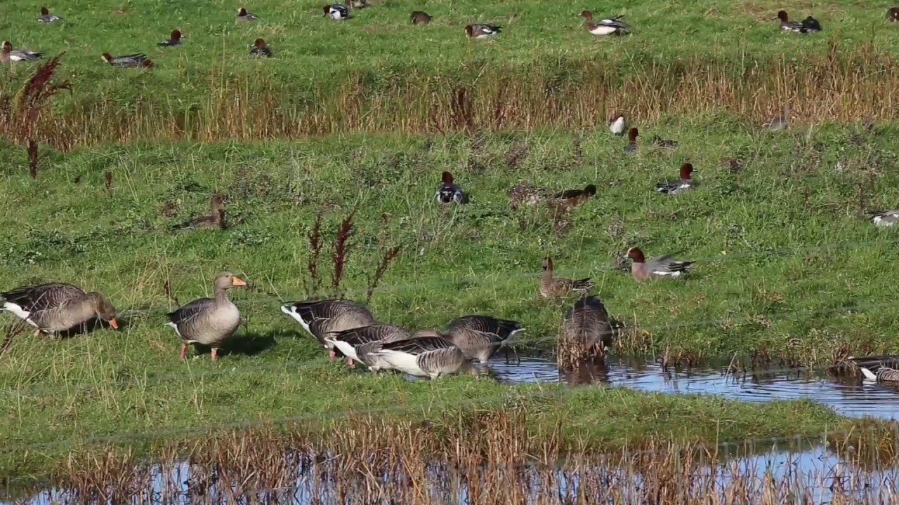 Marshside RSPB Reserve, Southport, Merseyside - YouTube