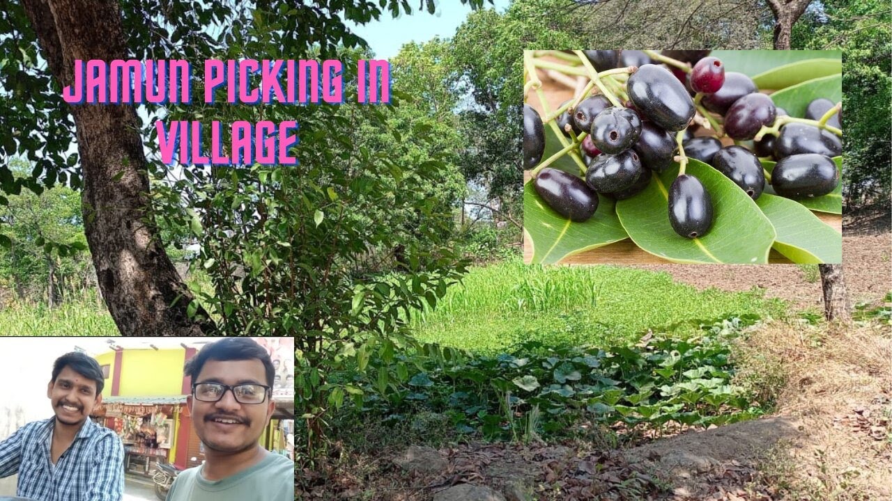 Tasty Jamun Picking in Village 🍇🍇🍇🍇| Tasty Jamun Fruit | #jamun #food # ...