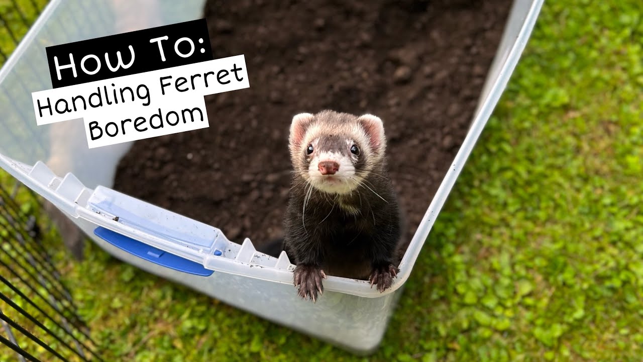 How to: Handling Ferret Boredom - YouTube