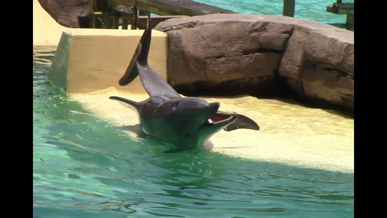 Dolphins Slideout at SeaWorld San Diego's Dolphin Point - YouTube