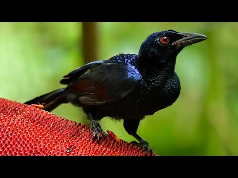 Manukodia kilap, siulan tinggi tidak merdu terdengar seperti distorsi ...