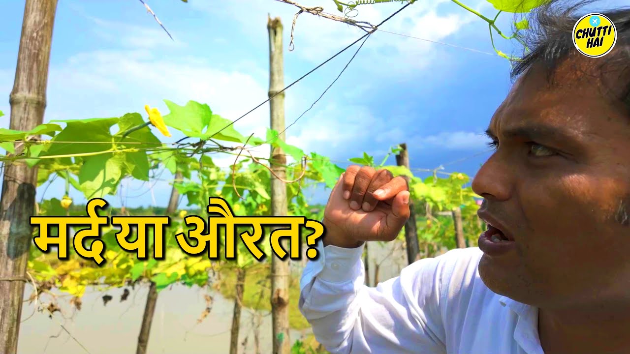 Village Farming Insights: Ridge Gourd (Torai) Like You’ve Never Seen ...