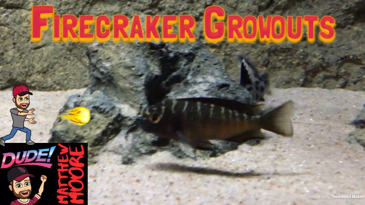 Tropheus Firecracker Juveniles - YouTube