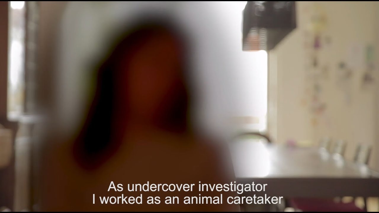 [GAIA UNDERCOVER] Animal experiments at the VUB (EN, 2016) - YouTube