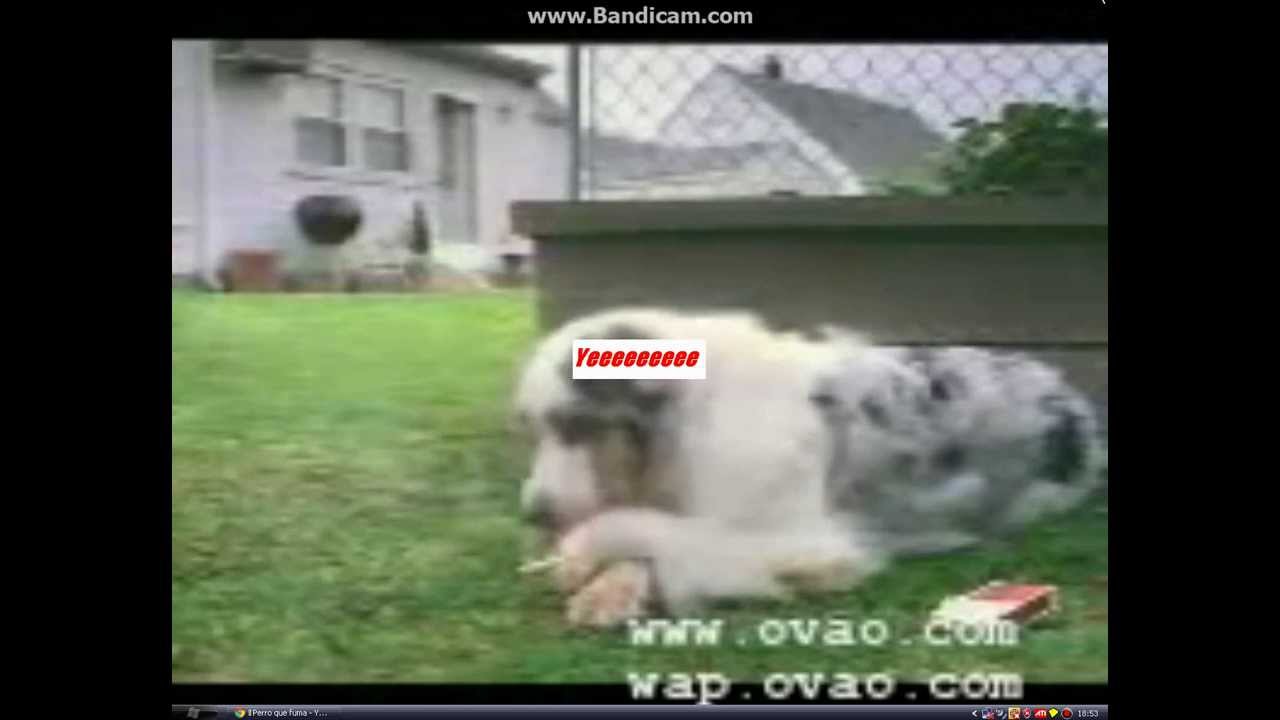 Perro Fumando - YouTube