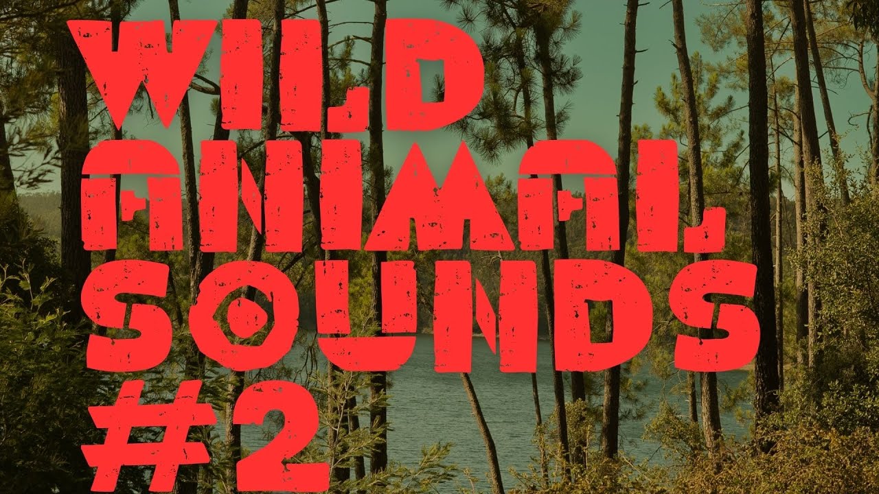 Wild Animal Sounds for Kids Part 2 Monkey, Giraffe, Bird - YouTube