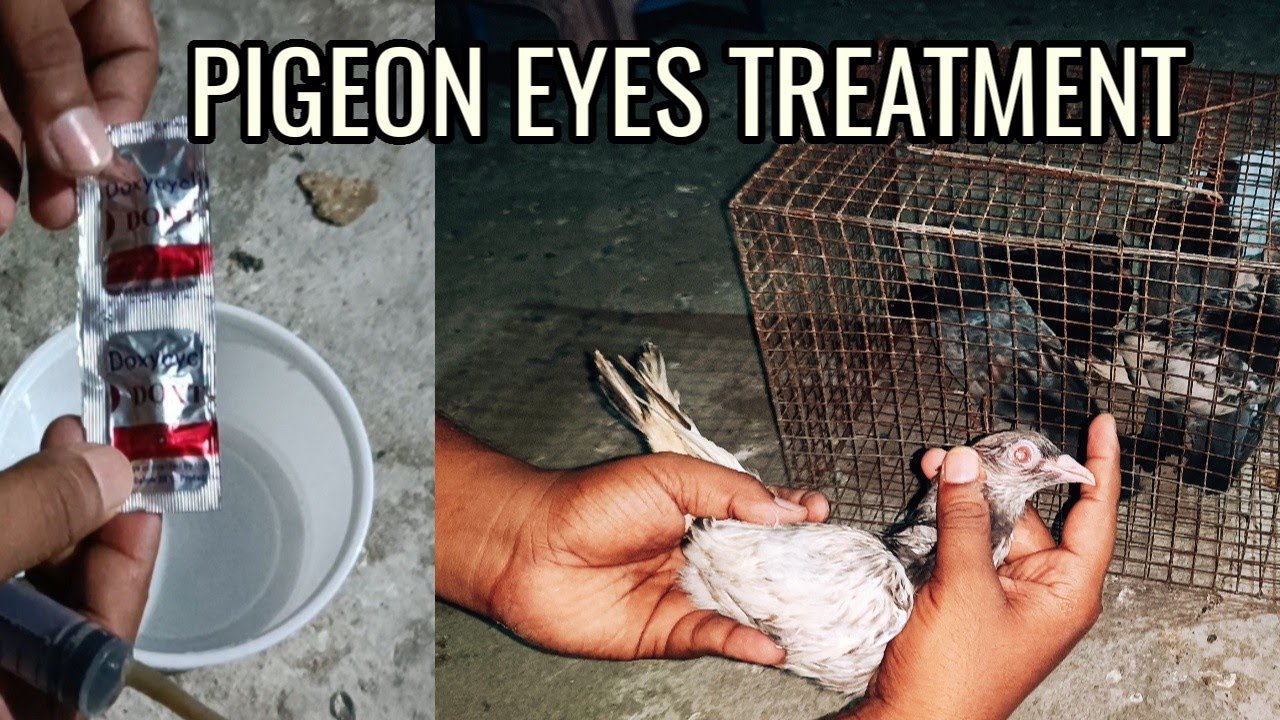 PIGEON EYES INFECTION PROBLEM SOLVED | PIGEON COLD COUGH PROBLEM ...