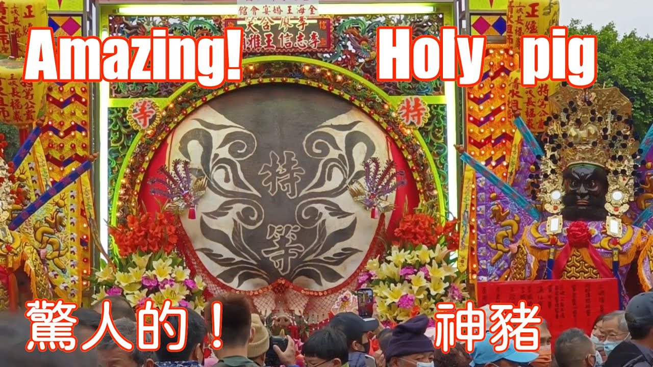 台灣旅遊｜2023年 驚人的！三峽賽神豬｜Amazing!｜Taiwan's "holy pig" festival - YouTube