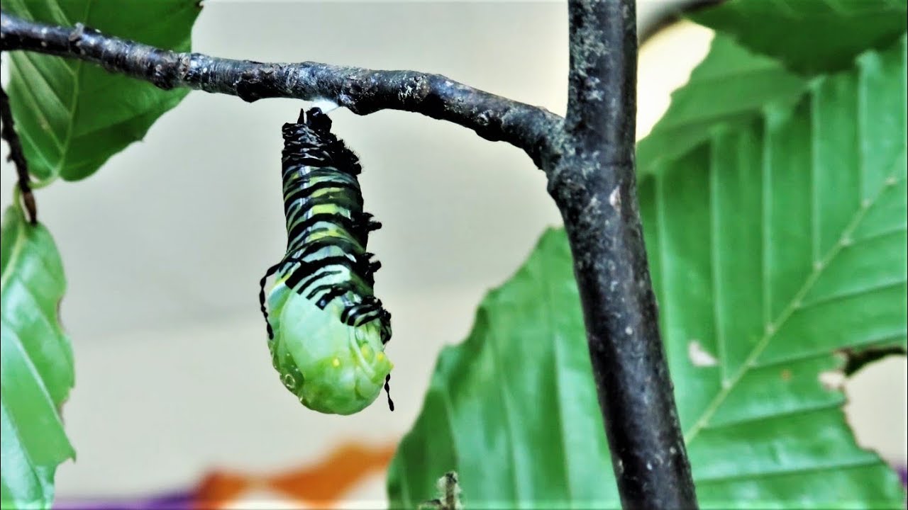Monarch Caterpillar's SKIN EXPLODES! - YouTube
