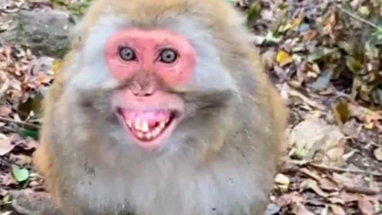 Funny Monkeys It looks so funny when you give it to me.#monkey #animals ...