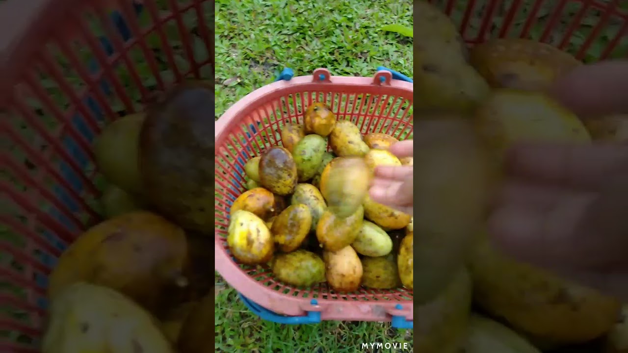 Wow!!!Banyaknya buah mangga telur masak. 😍😍 - YouTube