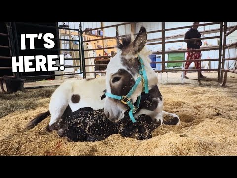 mini DONKEY Delivery Day!