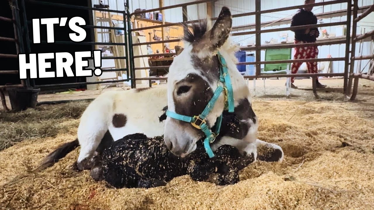 mini DONKEY Delivery Day! - YouTube