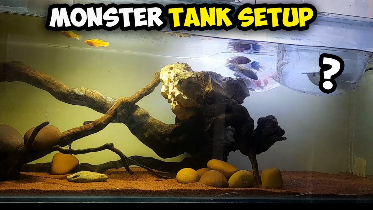 Huge Monster Fish Tank Setup! - YouTube