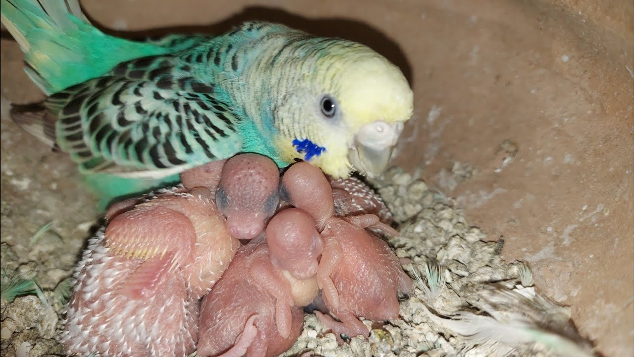 Budgies breeding season | 3 Min Bird Colony progress | 3 Min Time ⏲️ 😀 ...
