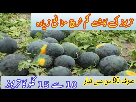watermelon farming in pakistan | watermelon farming in india | tarboz ...