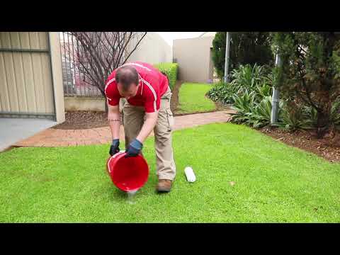 How To Get Rid Of Beetles In Yard And Garden