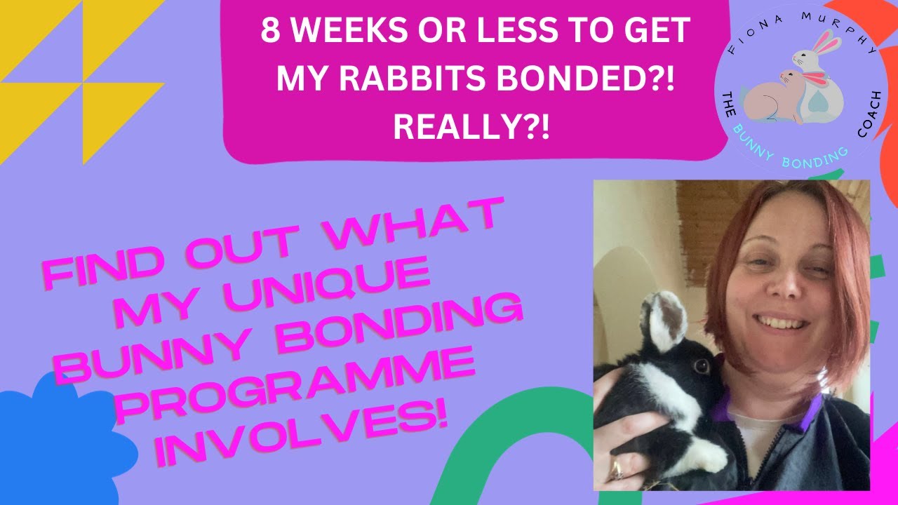 What does my 8 WEEKS OR LESS TO GET YOUR RABBITS BONDED CHALLENGE ...