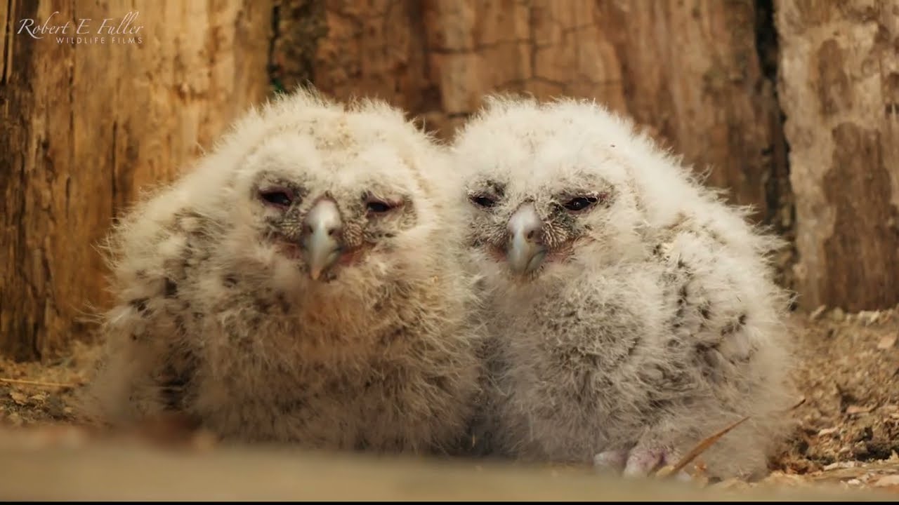 Tawny Owl Mum Adopts Two Rescue Chicks After Her Eggs Don't Hatch - YouTube