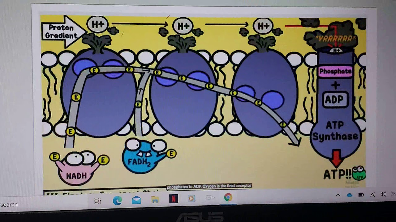 Cellular Respiration tagalog version - YouTube
