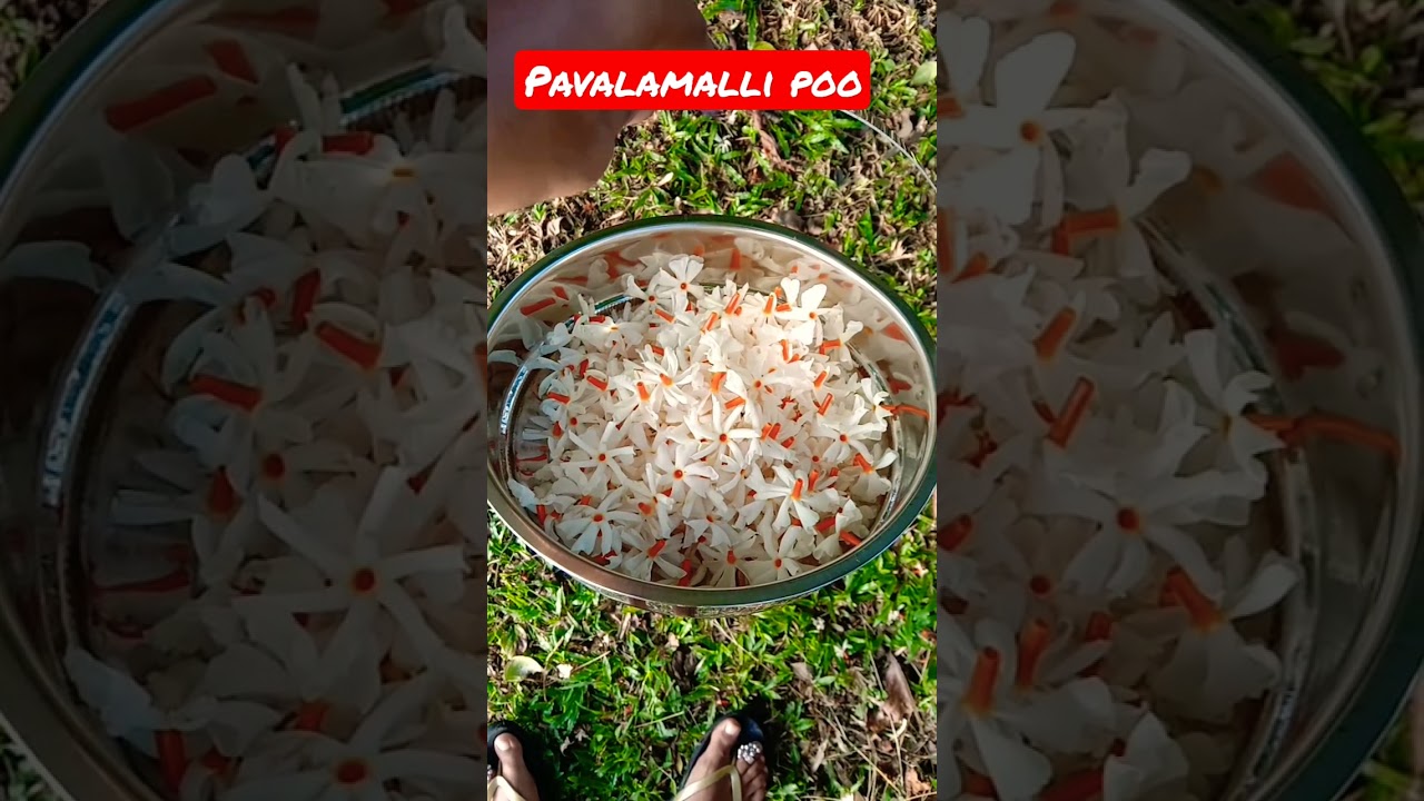 Pavalamalli flower usefull to health &spiritual /பவளமல்லி பூ மருத்துவம் ...