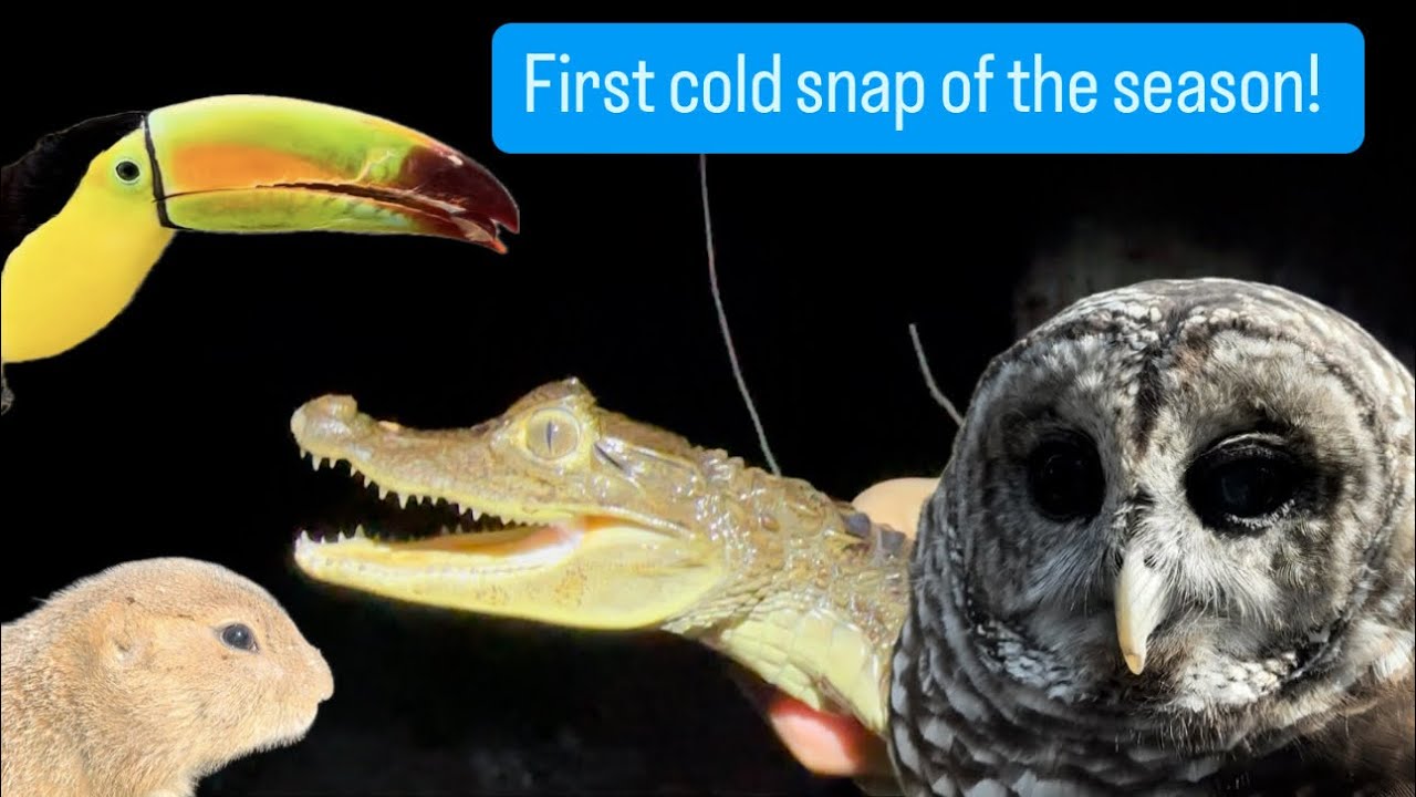 First cold snap of the season at the sanctuary! - YouTube